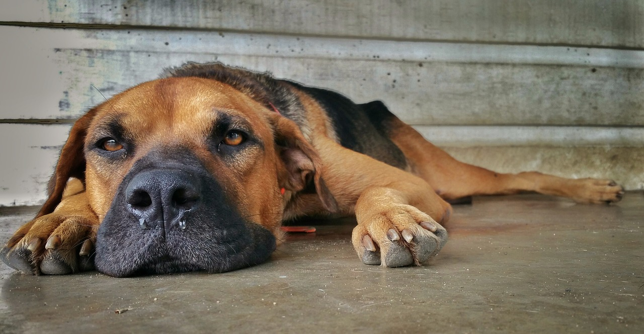 Can Dogs Get Acne Fauna Care Can Dogs Get Acne Fauna Care